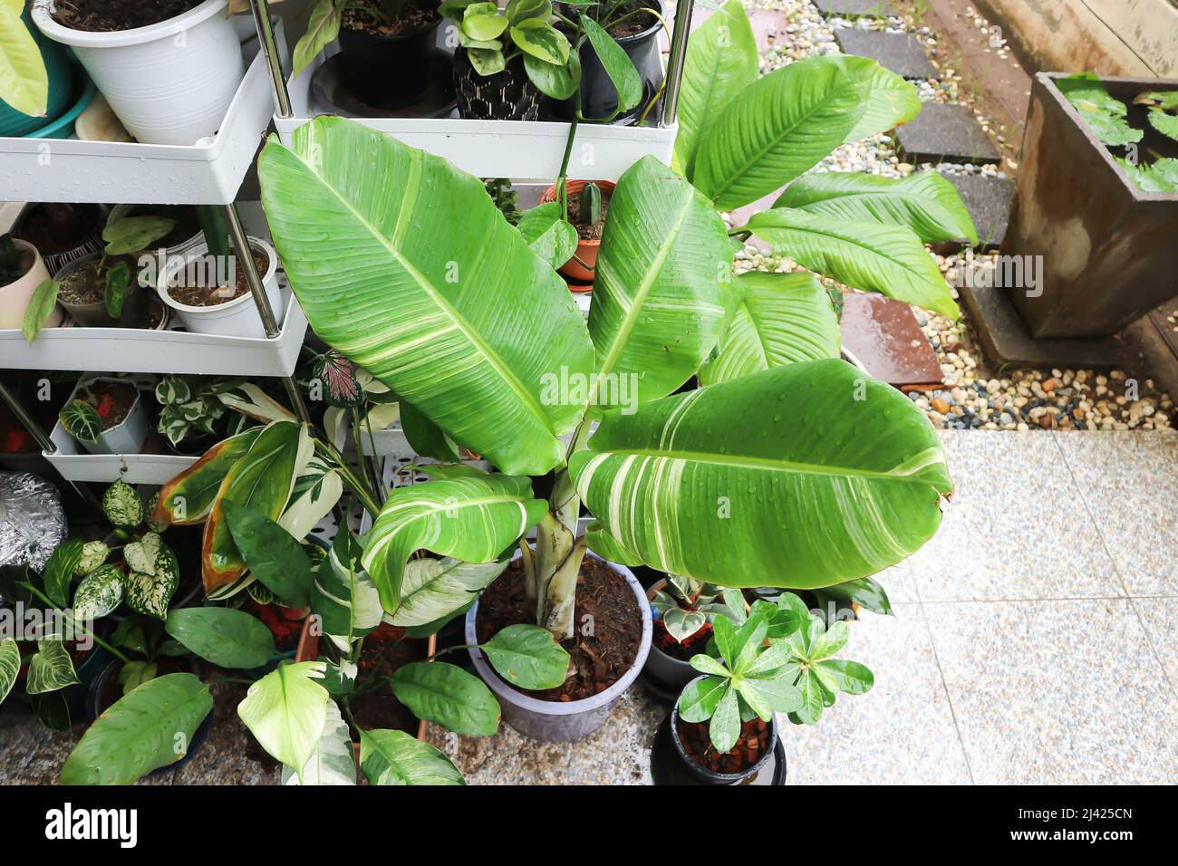 Banano tricolore immagini e fotografie stock ad alta risoluzione - Alamy