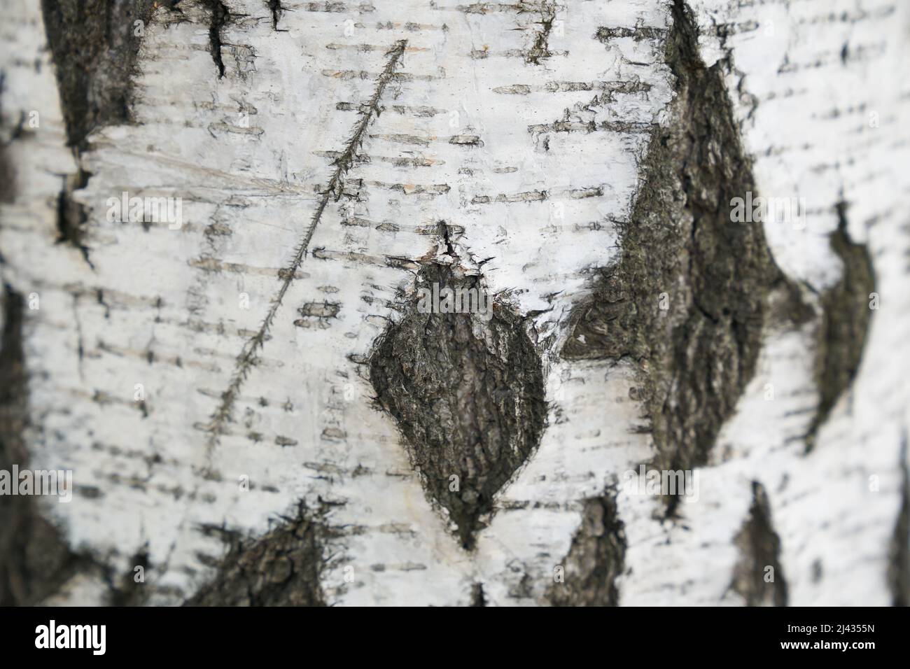 Il tronco di un albero di betulla. Rombo bianco e nero e struttura ...