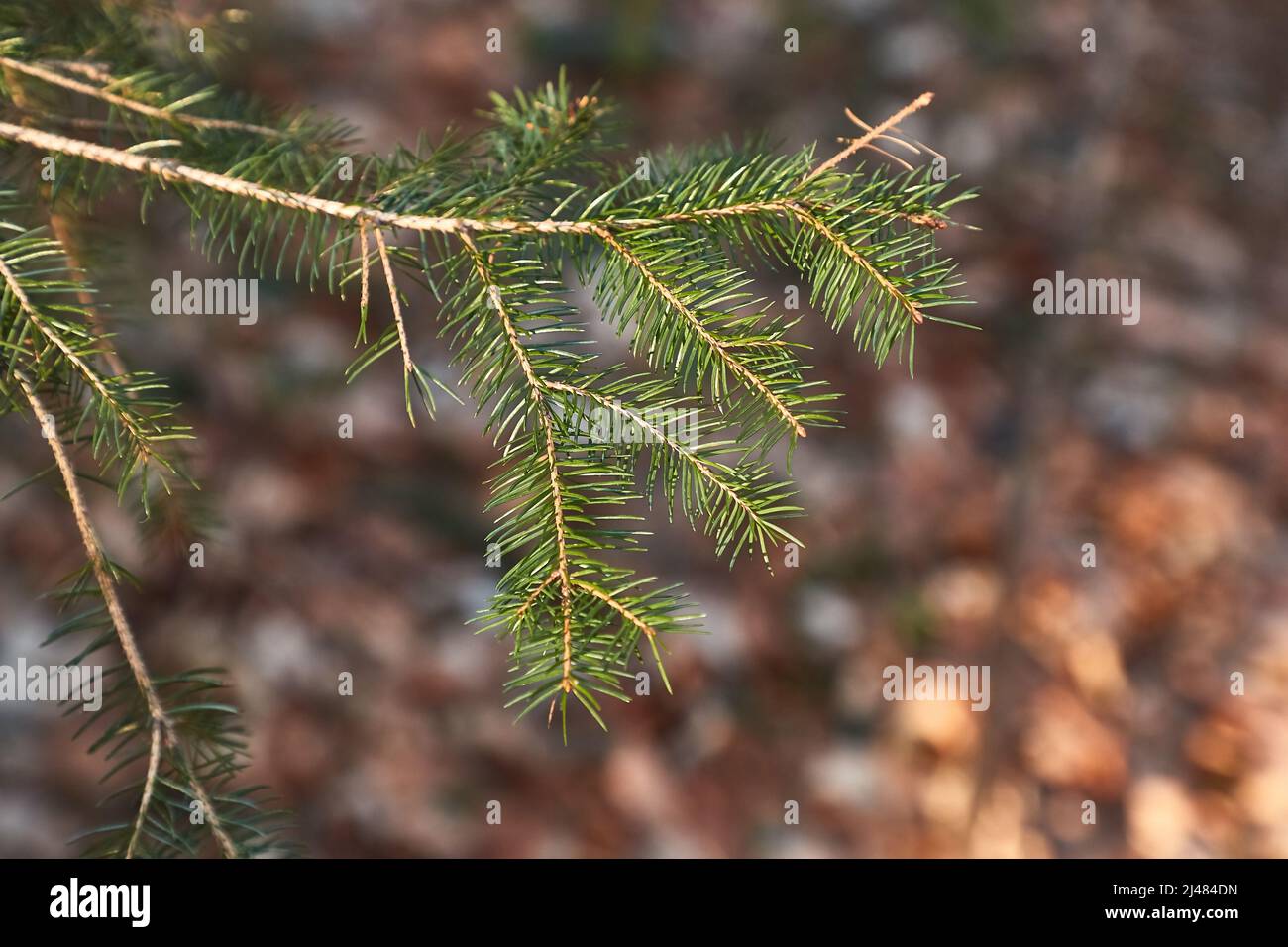 Rami degli alberi di vegetazione immagini e fotografie stock ad alta ...