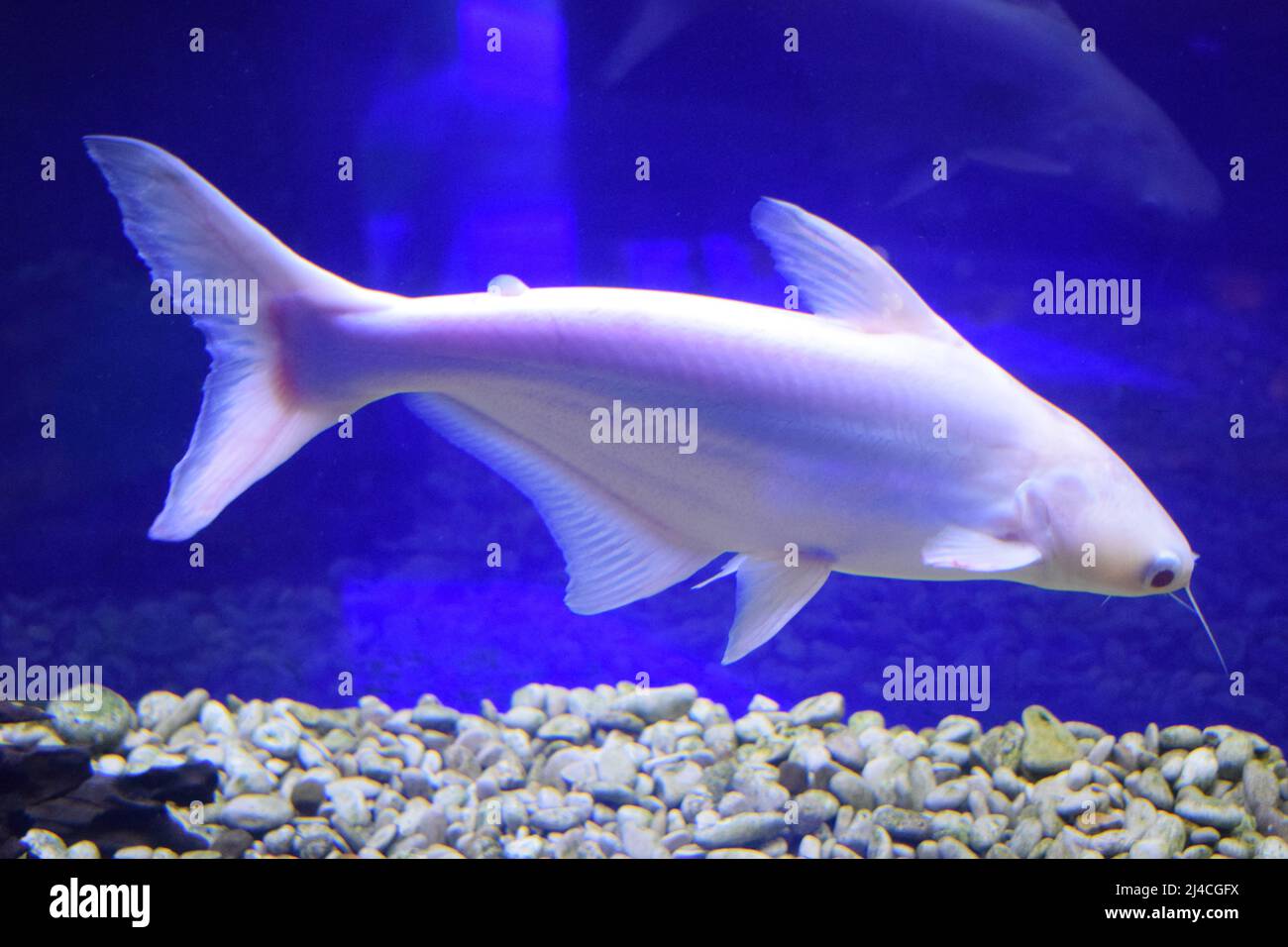 Giant pangasius immagini e fotografie stock ad alta risoluzione - Alamy