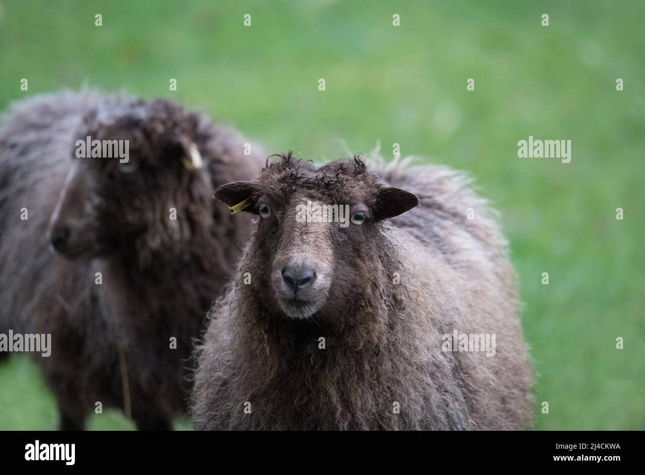 Razza nana bretone immagini e fotografie stock ad alta risoluzione - Alamy