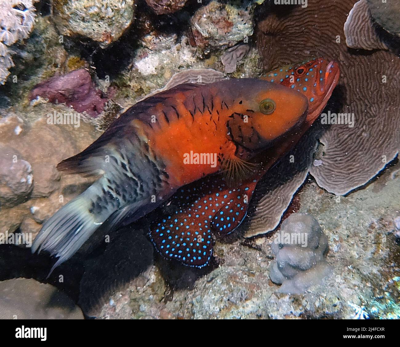 Red banded wrasse immagini e fotografie stock ad alta risoluzione - Alamy