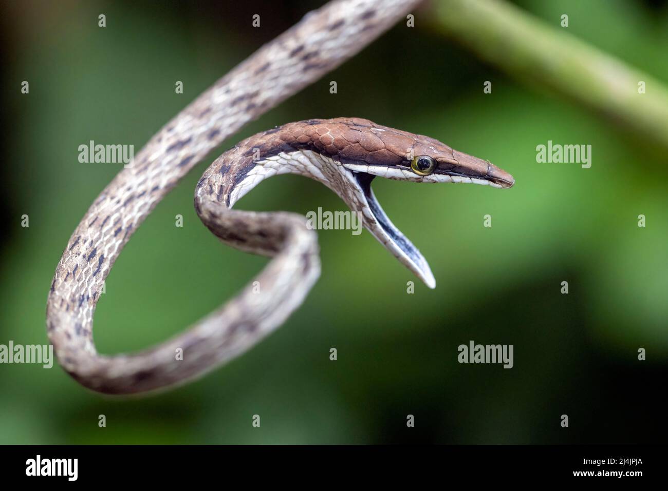 Serpente di vite marrone (Oxybelis aeneus) bocca di apertura in ...