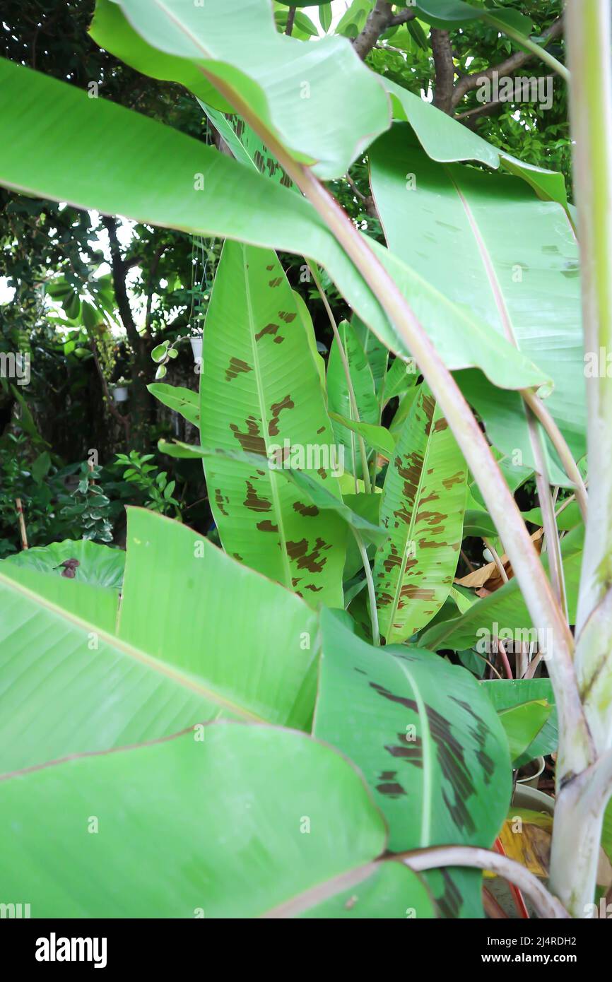 Pianta di banana tricolore immagini e fotografie stock ad alta ...