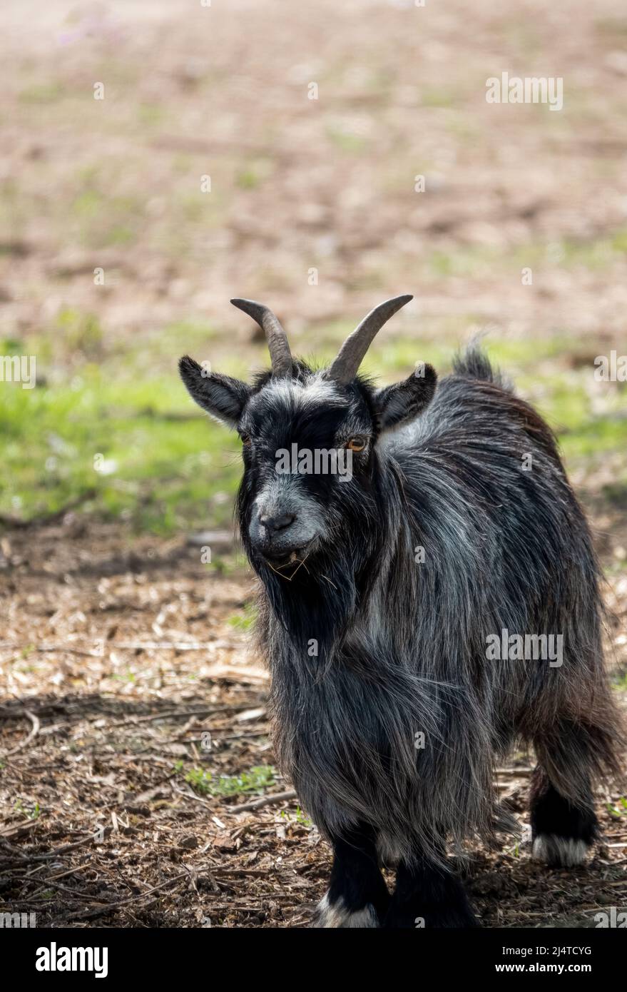 Capra autoctona finlandese immagini e fotografie stock ad alta ...