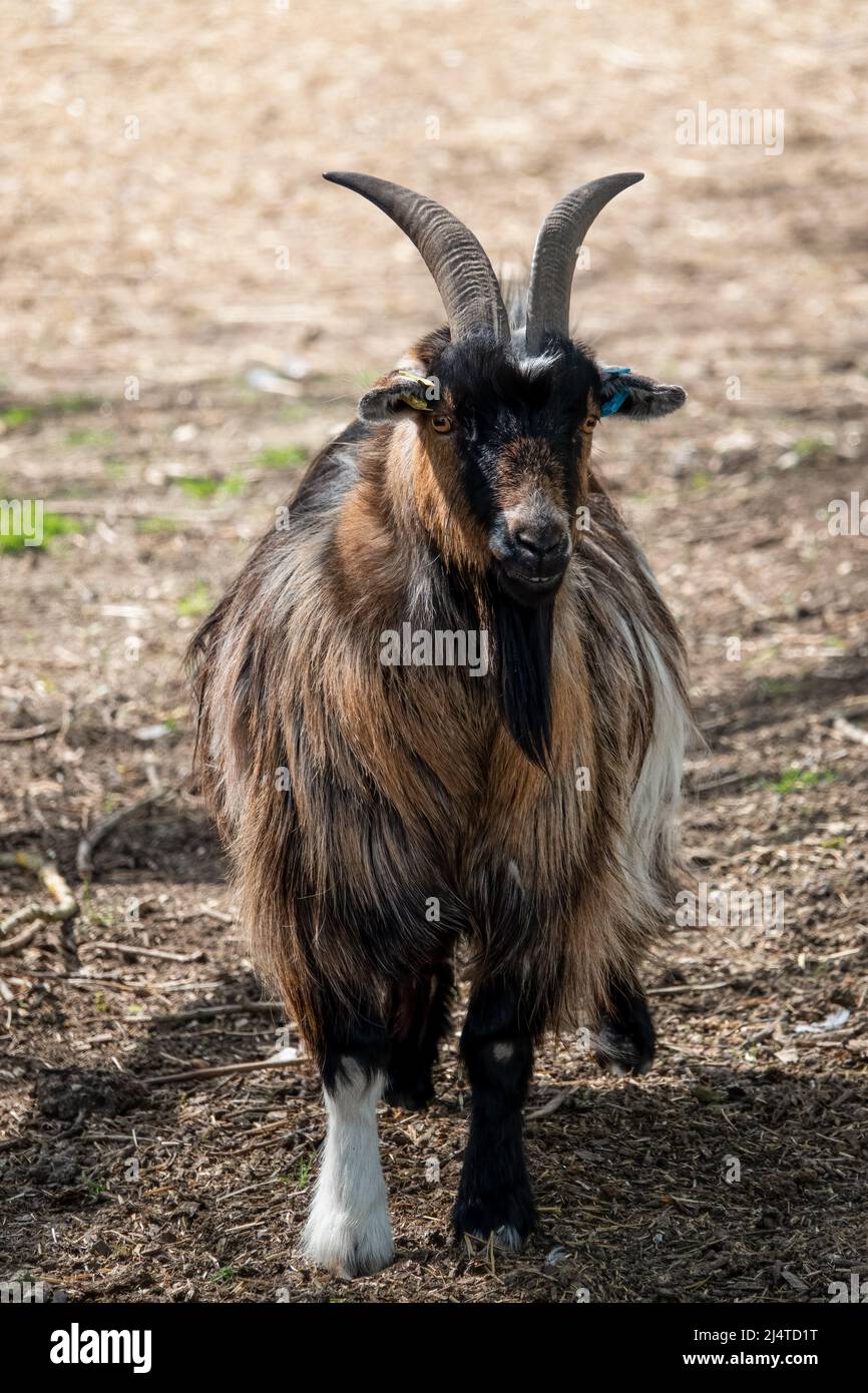 Capra autoctona finlandese immagini e fotografie stock ad alta ...