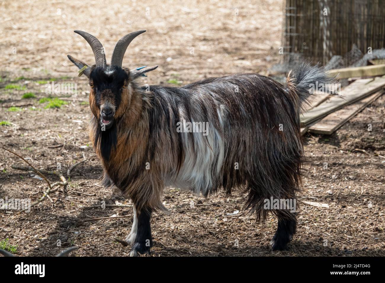 Capra autoctona finlandese immagini e fotografie stock ad alta ...