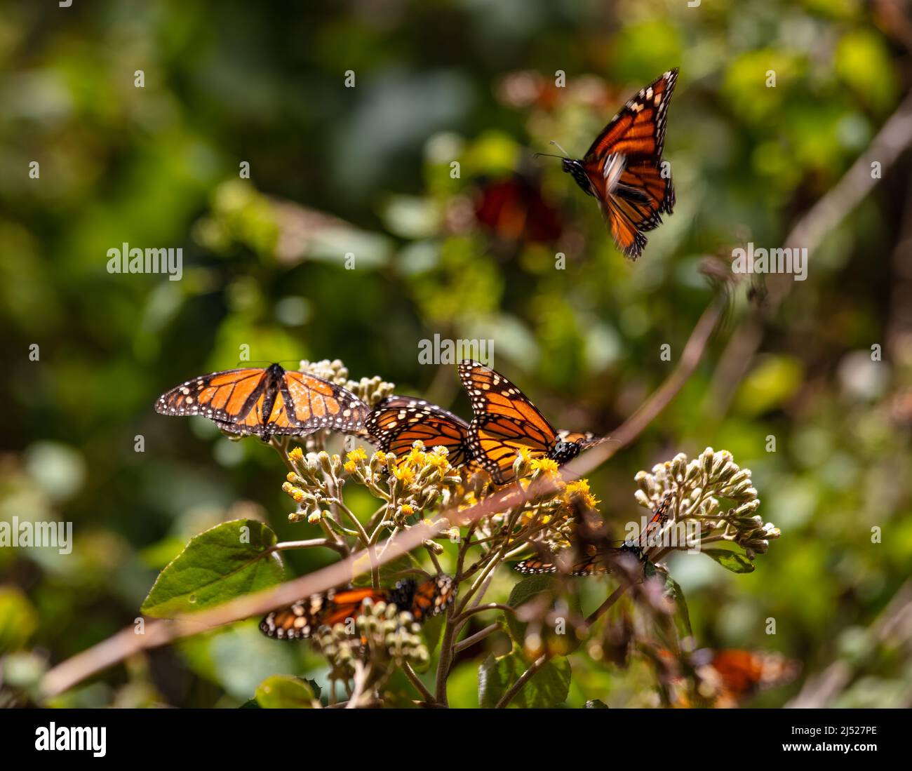 Riserva della biosfera monarca immagini e fotografie stock ad alta risoluzione - Alamy