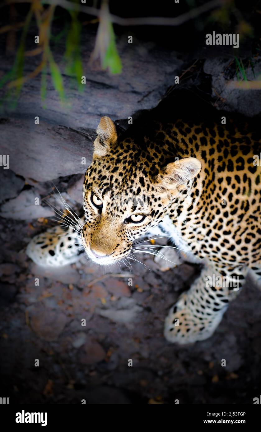 Whisker spot immagini e fotografie stock ad alta risoluzione - Alamy