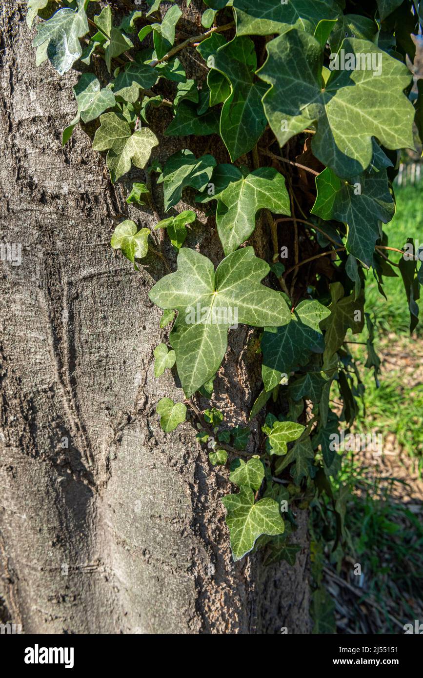 Lierre grimpant immagini e fotografie stock ad alta risoluzione - Alamy