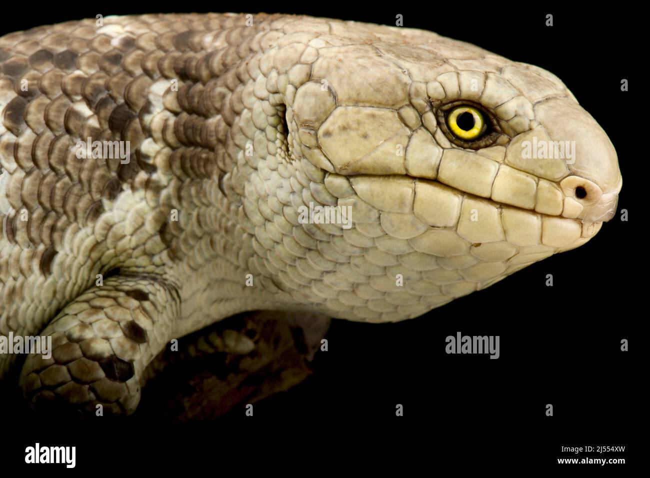 Fauna selvatica delle isole salomone immagini e fotografie stock ad ...