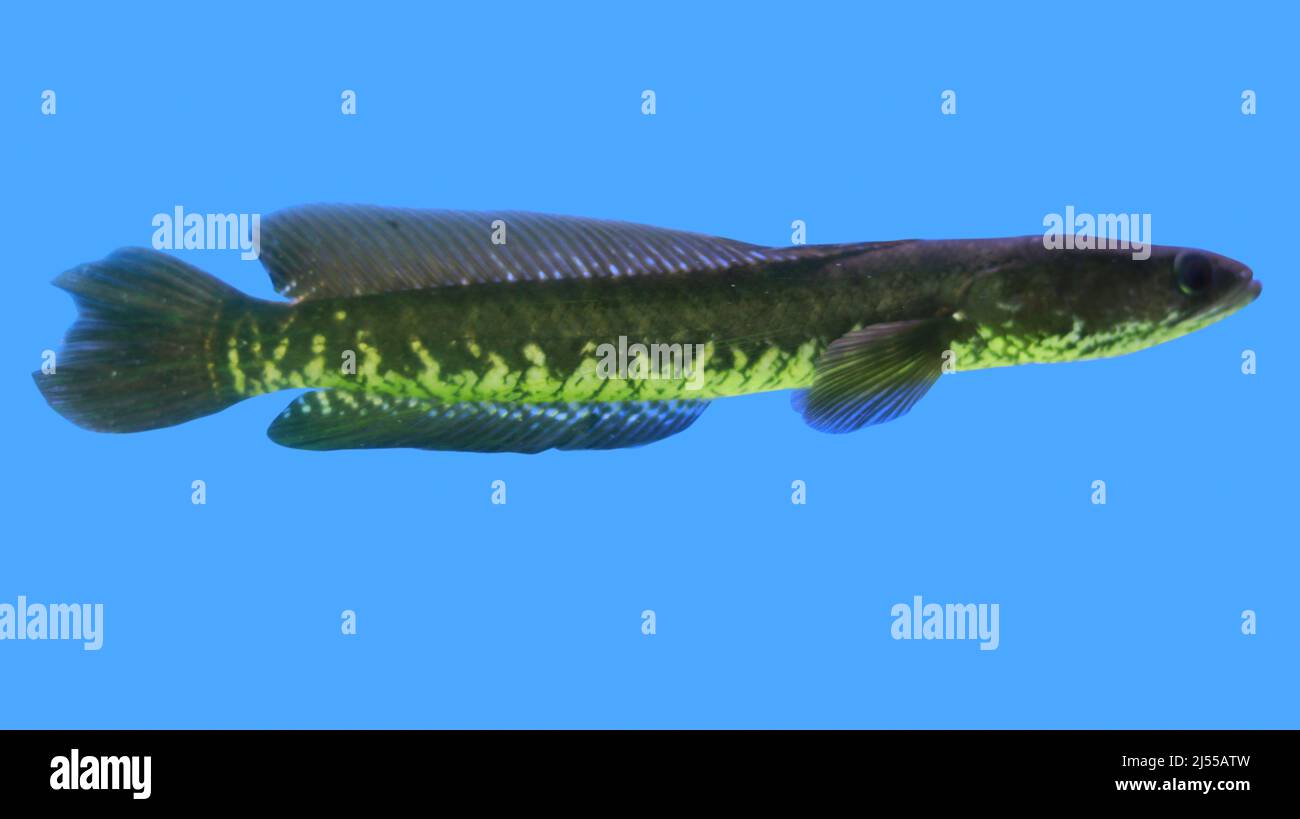 Testa di serpente gigante immagini e fotografie stock ad alta ...