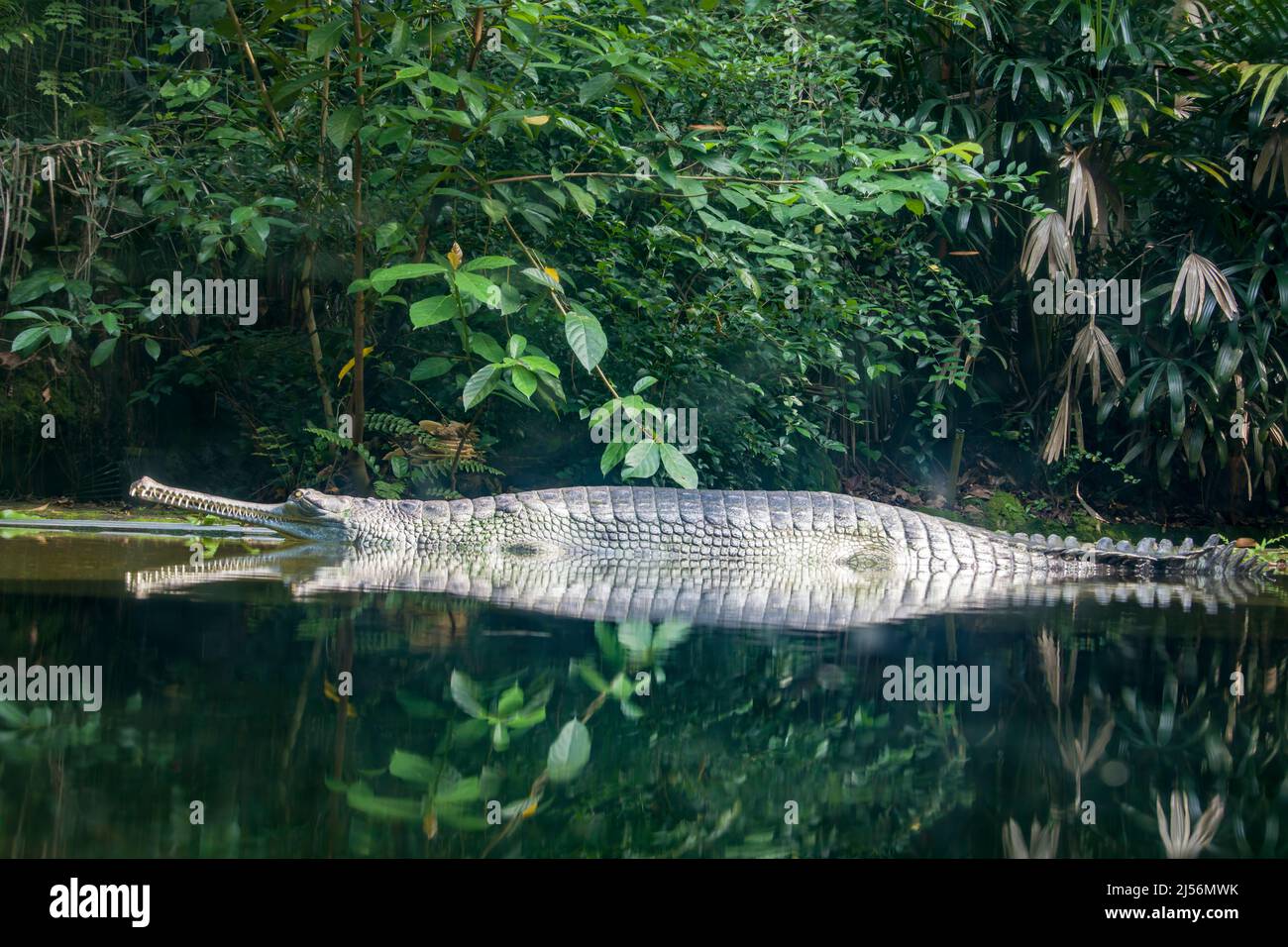 Il gharial (Gavialis gangeticus) riposa nello stagno. È un coccodrillo ...
