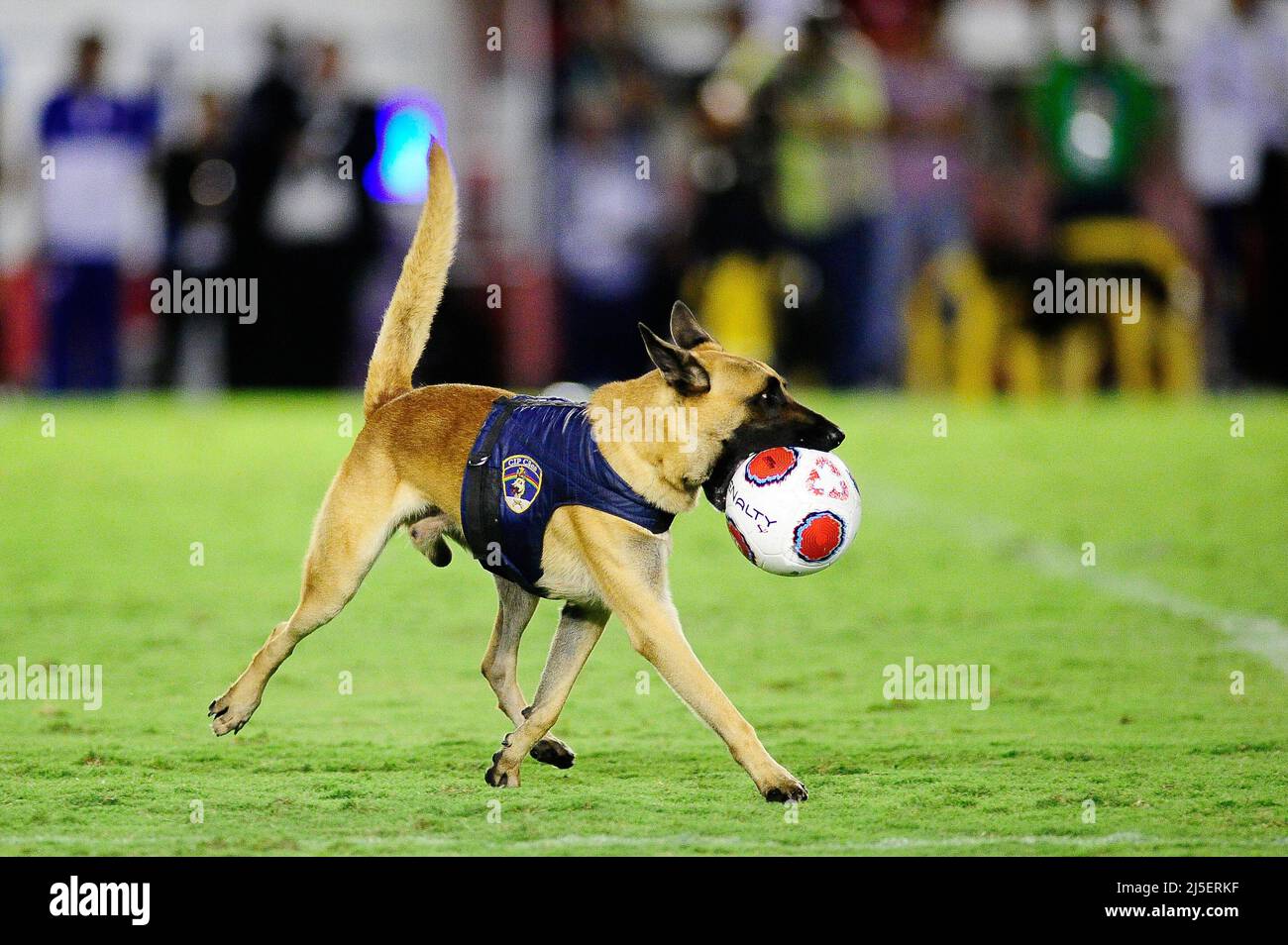 Recife, Brasile. 21st Apr 2022. Il cane della polizia militare invade ...