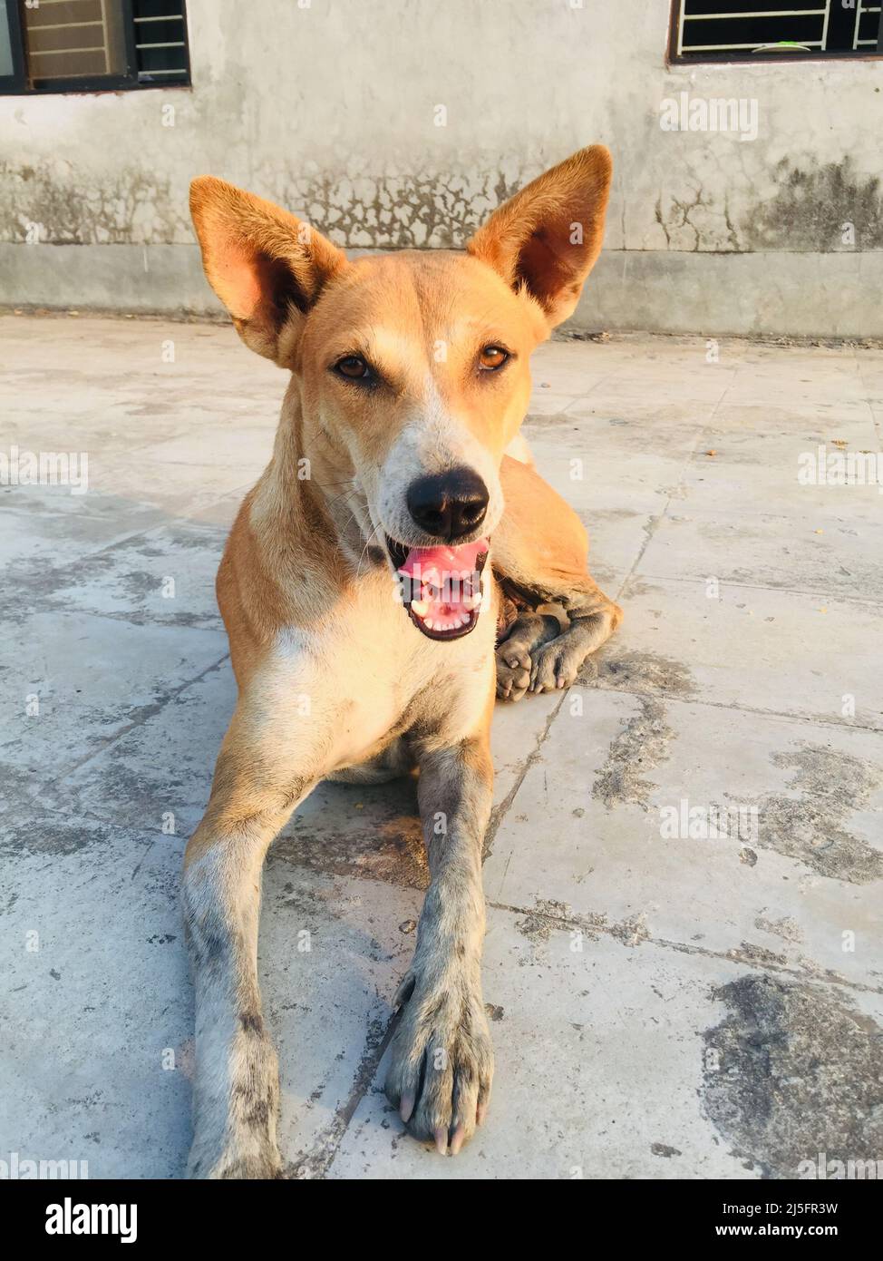 cani da slum, cane da strada. Stanno osservando così innocenti e posano ...
