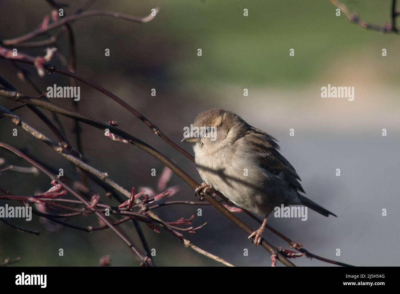 Specie di passero immagini e fotografie stock ad alta risoluzione - Alamy