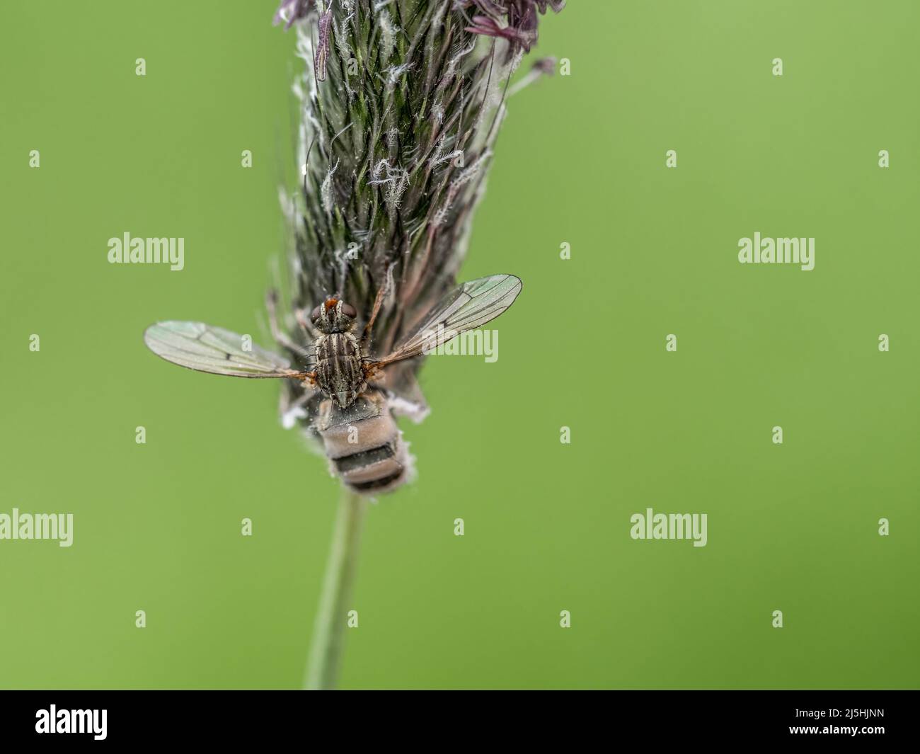 Fungo parassita immagini e fotografie stock ad alta risoluzione - Alamy