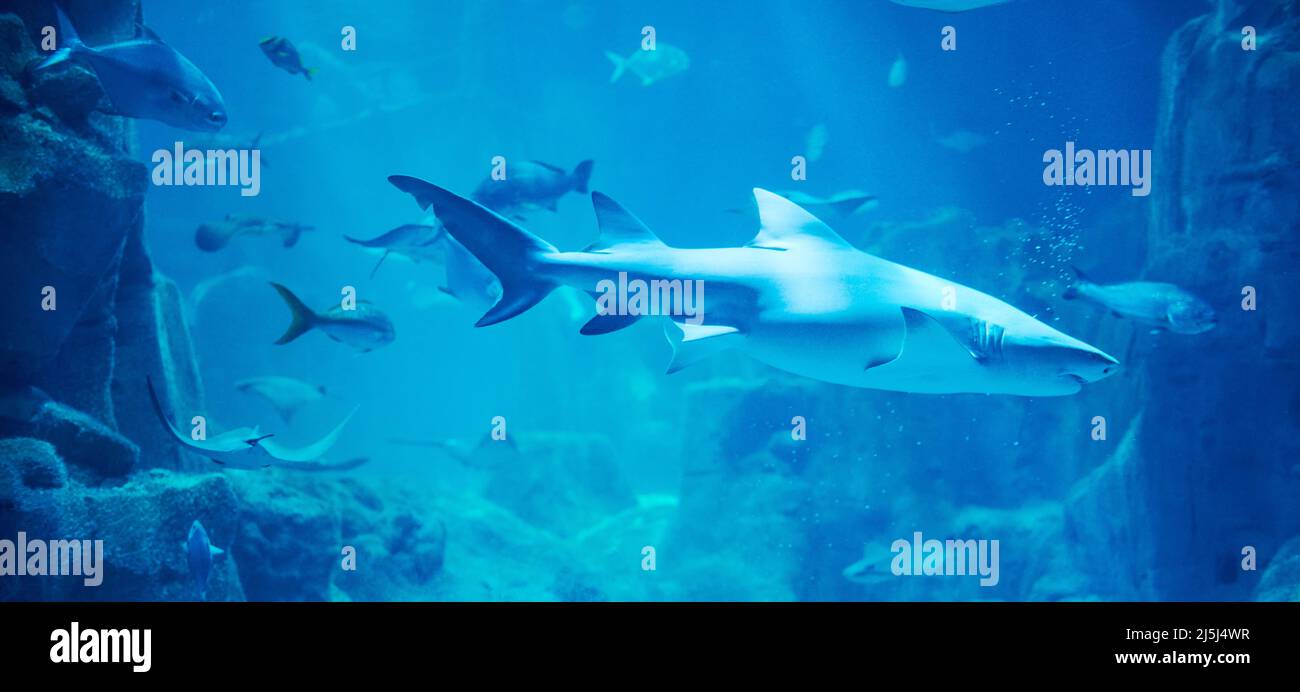 Grande squalo blu che nuota immagini e fotografie stock ad alta ...