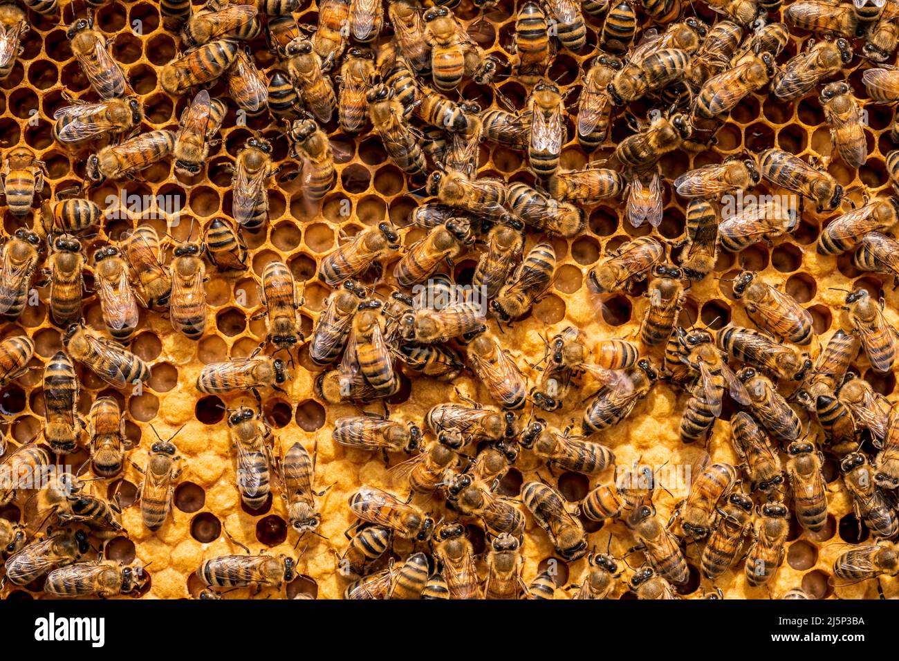 Sfondo a nido d'ape immagini e fotografie stock ad alta risoluzione - Alamy