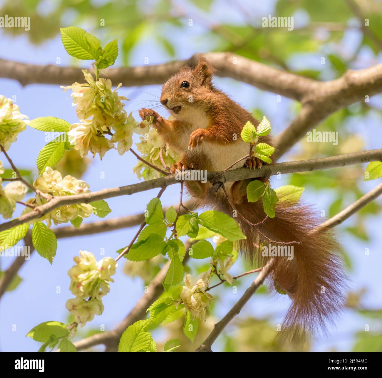 Uno scoiattolo rosso europeo, Sciurus vulgaris, che si nutre di frutti ...