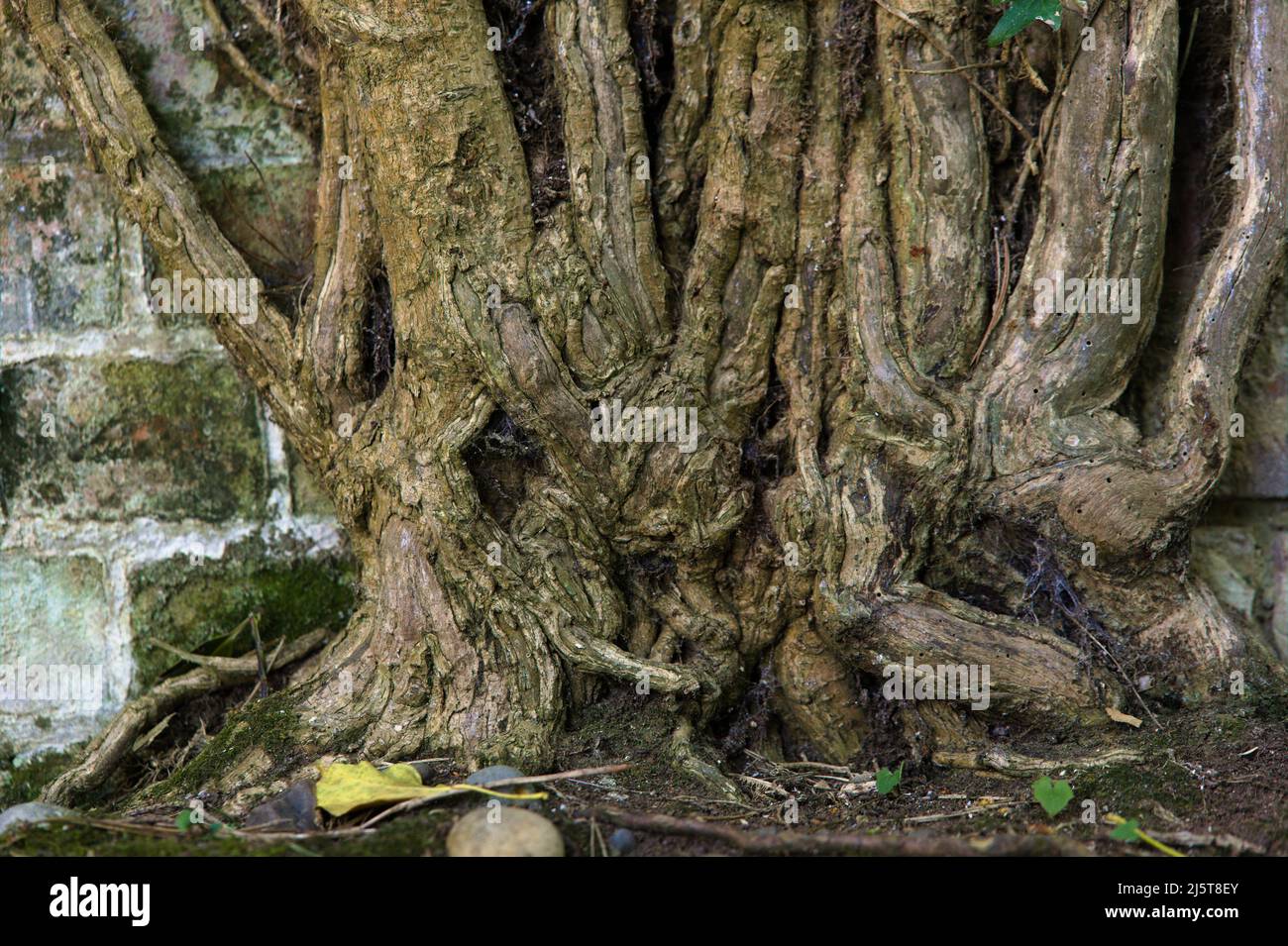 Ivy hedera helix roots climbing immagini e fotografie stock ad alta ...