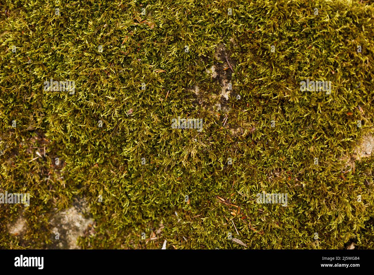 Forest soil seamless texture immagini e fotografie stock ad alta ...