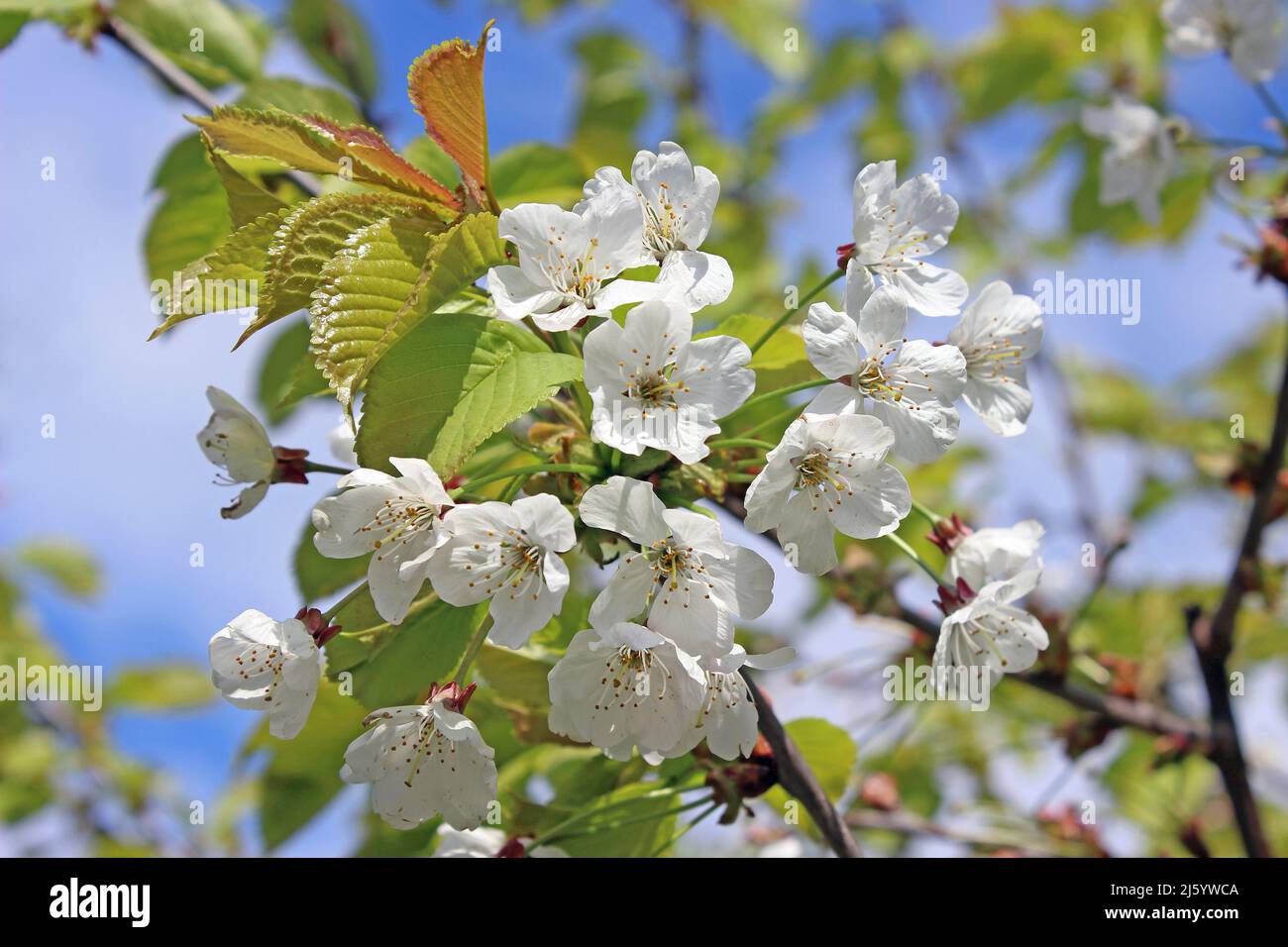 Fiore di ciliegio selvatico prunus avium immagini e fotografie stock ad ...