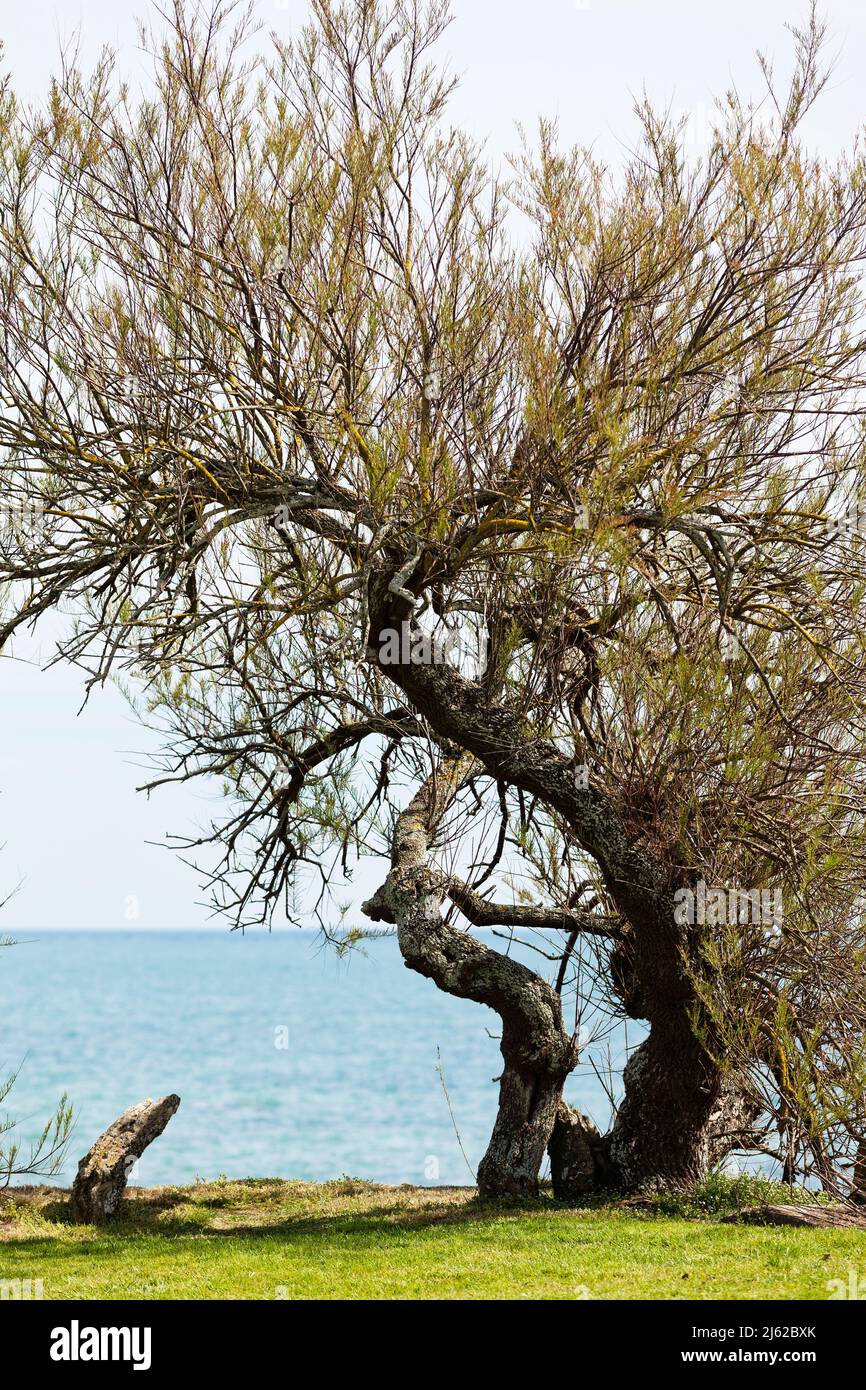 Albero di tamerici immagini e fotografie stock ad alta risoluzione - Alamy