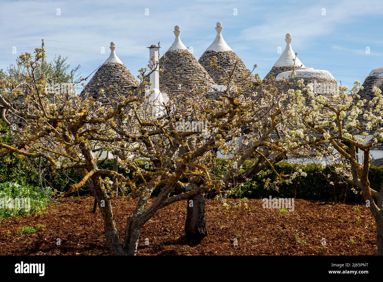 Trulli dimore in Puglia, campagna, ulivo e edificio tradizionale ...