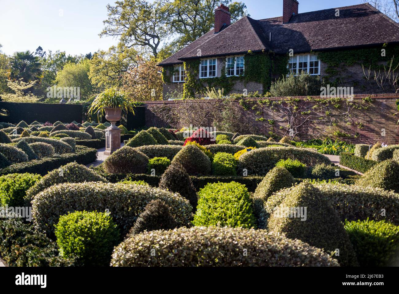 Il giardino del nodo con gli alberi topiari nel giardino murato a ...