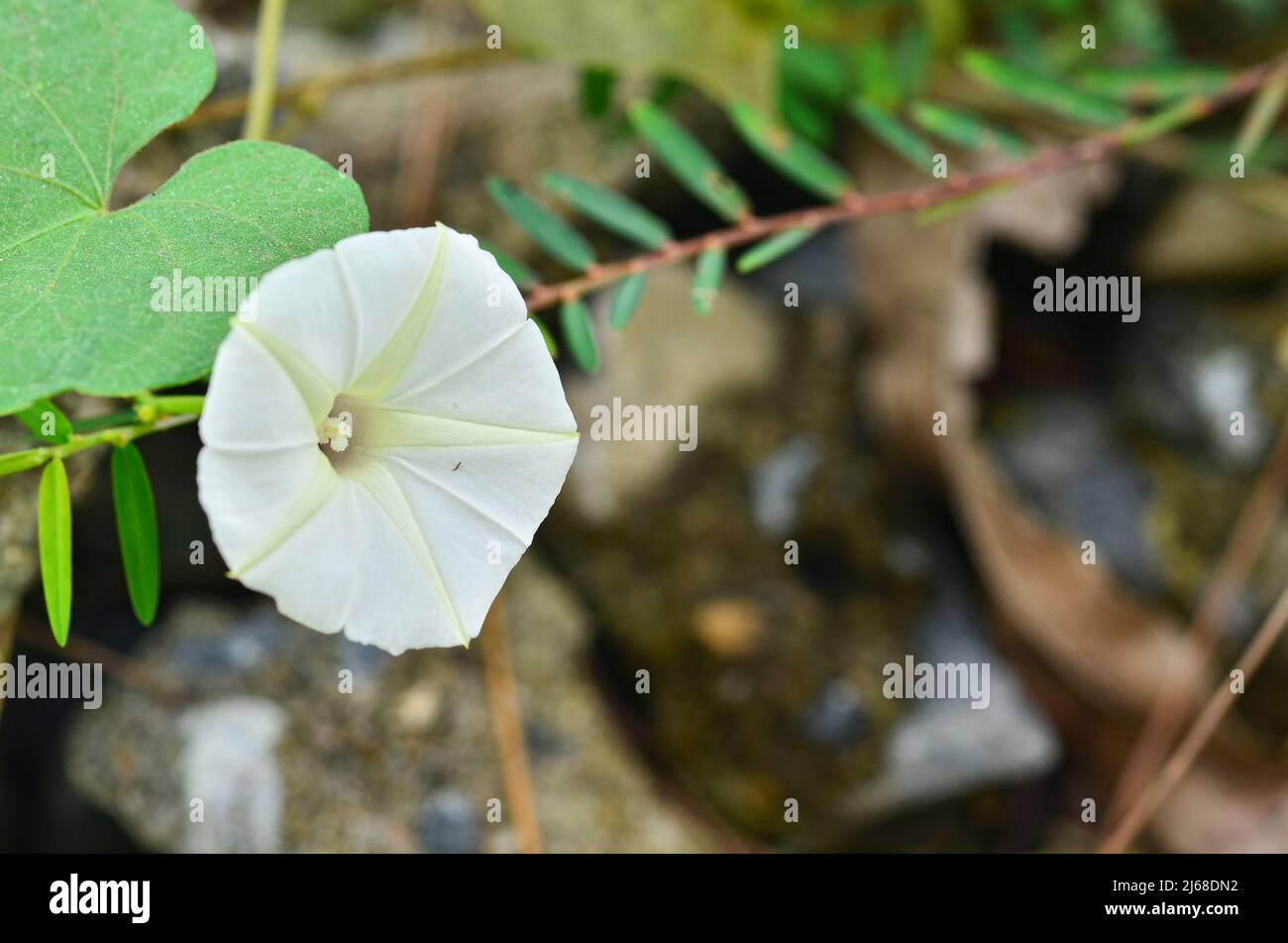 Fiore di erba bianca immagini e fotografie stock ad alta risoluzione - Alamy