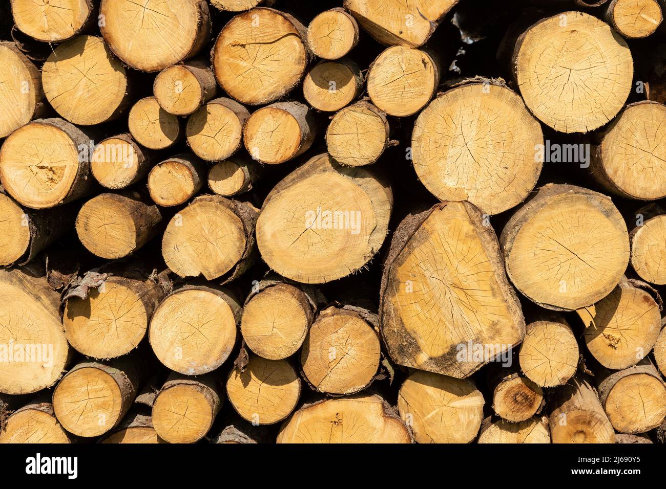 Parti del tronco immagini e fotografie stock ad alta risoluzione - Alamy