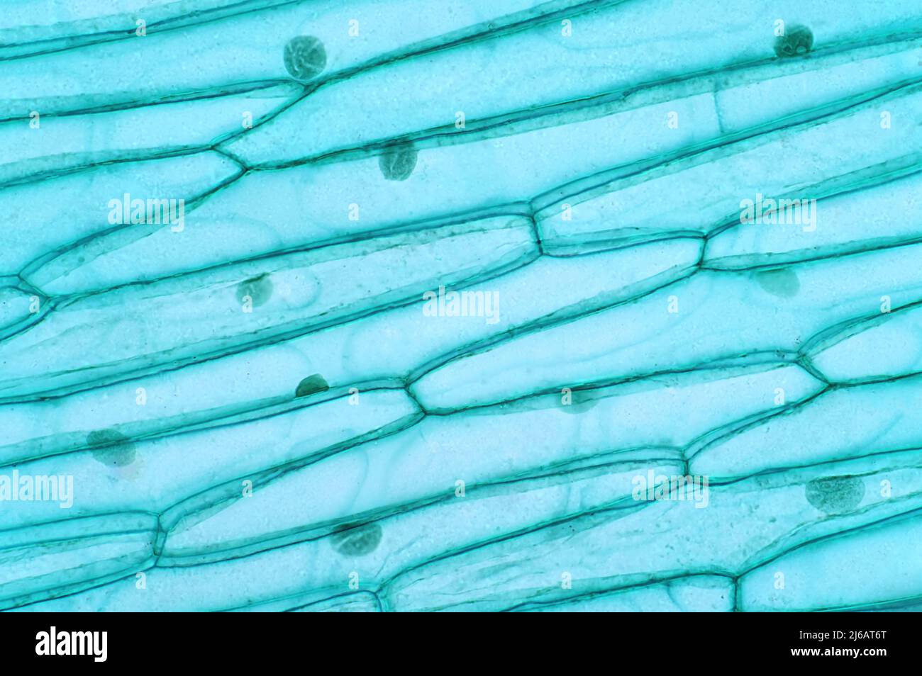Struttura della cellula vegetale immagini e fotografie stock ad alta ...