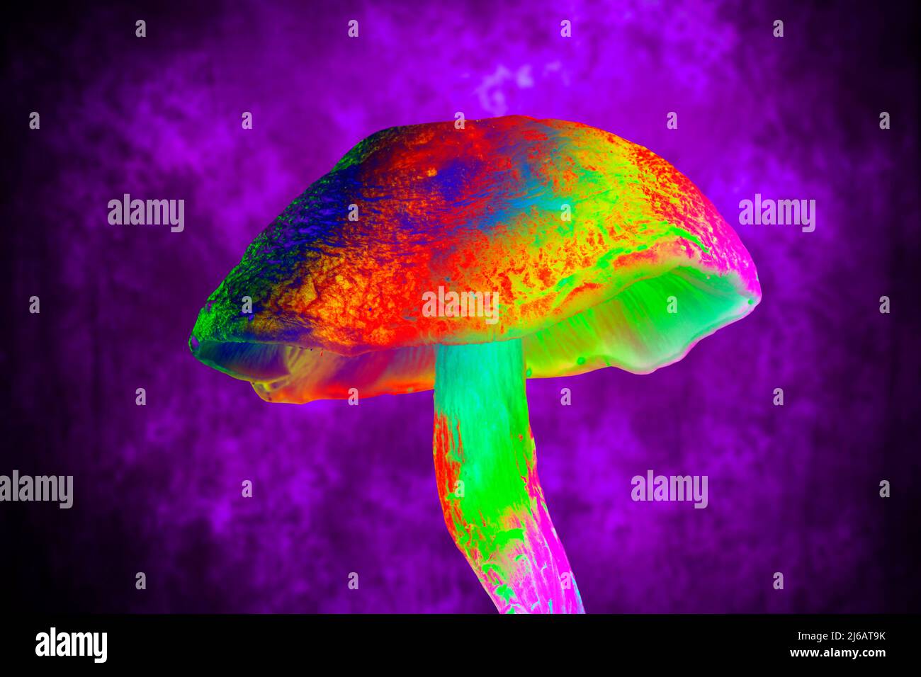 Psilocybin fungus immagini e fotografie stock ad alta risoluzione - Alamy