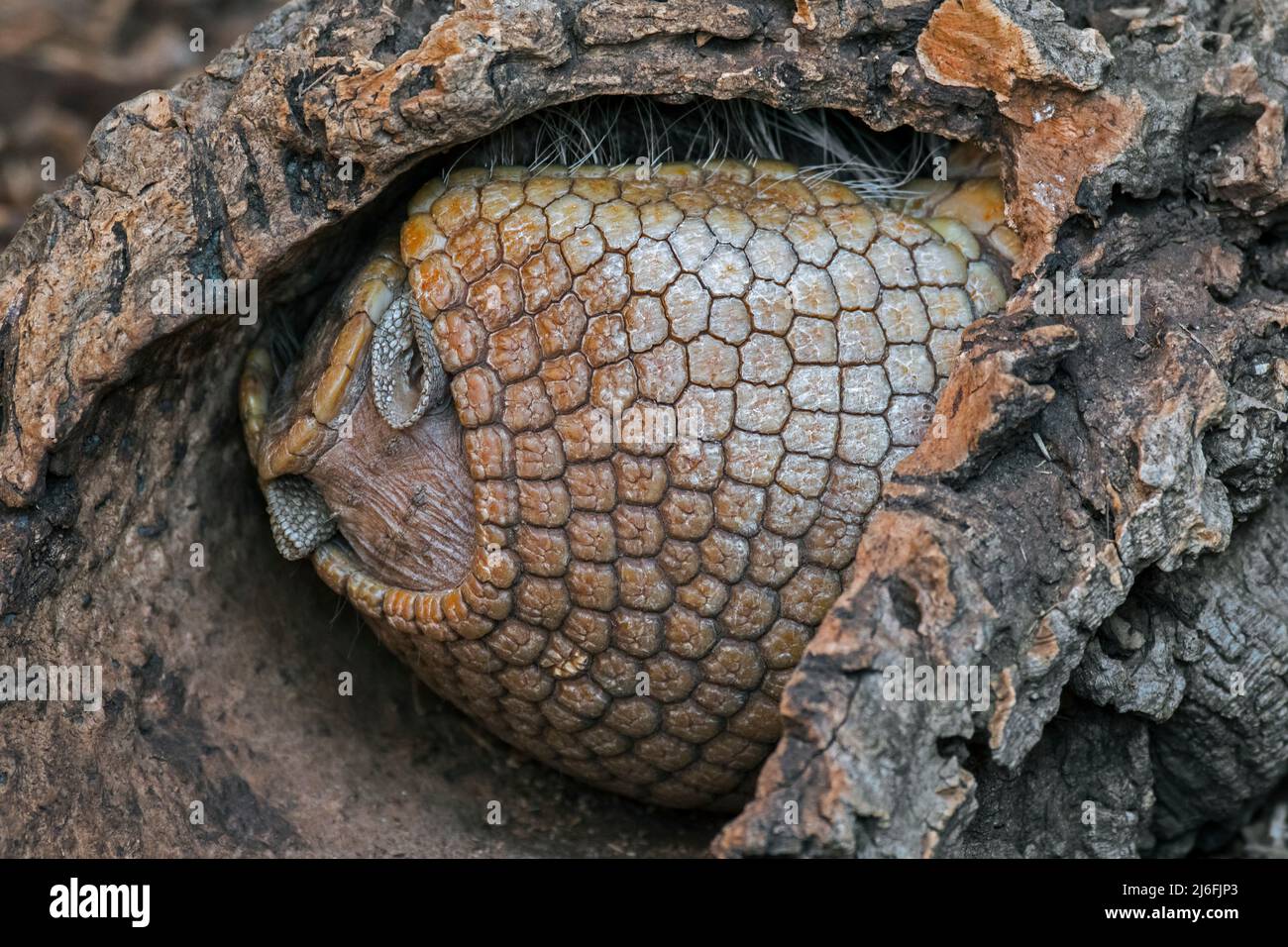 Armadilli brasiliani a tre bande immagini e fotografie stock ad alta ...