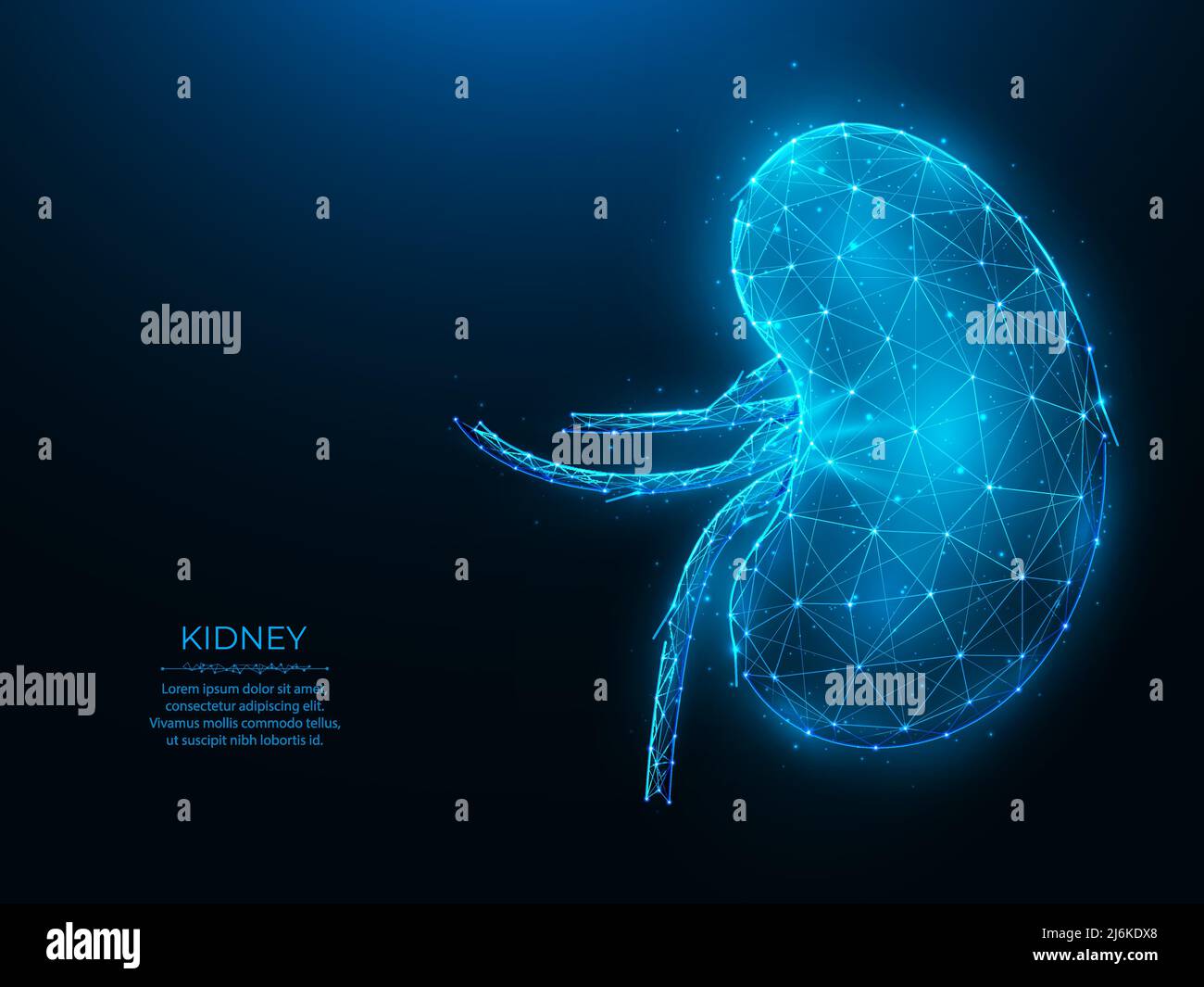 Anatomia del nefrone Immagini Vettoriali Stock - Alamy