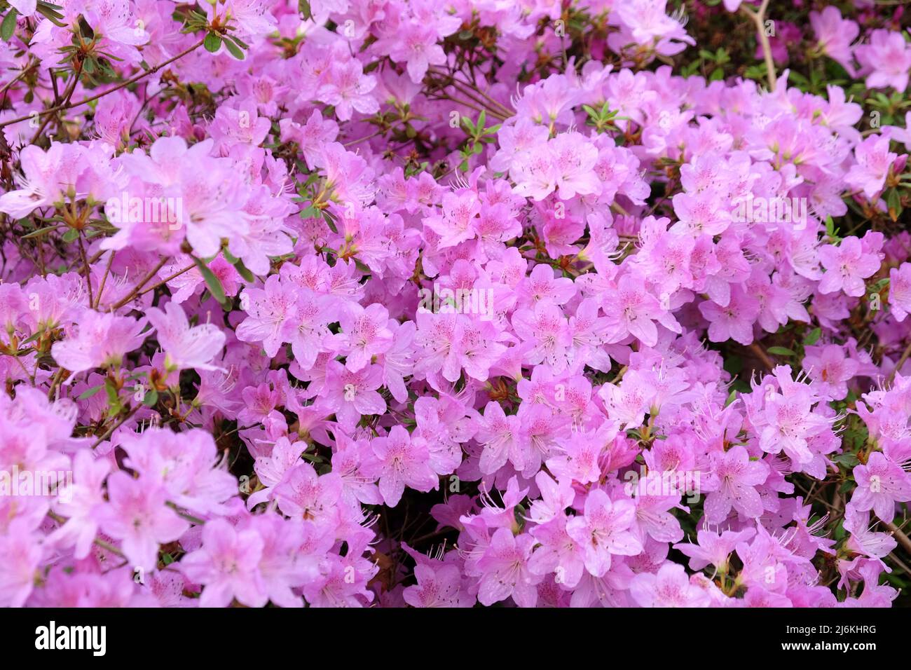 Flora coreana immagini e fotografie stock ad alta risoluzione - Alamy