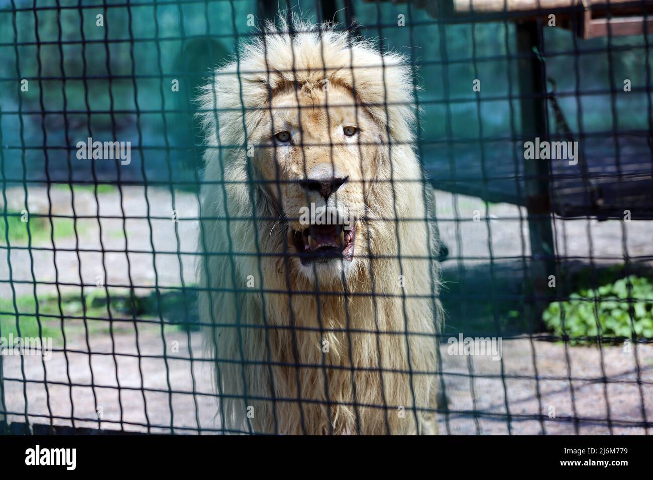 Un leone bianco visto in una gabbia in uno zoo. La notte del 13 aprile ...