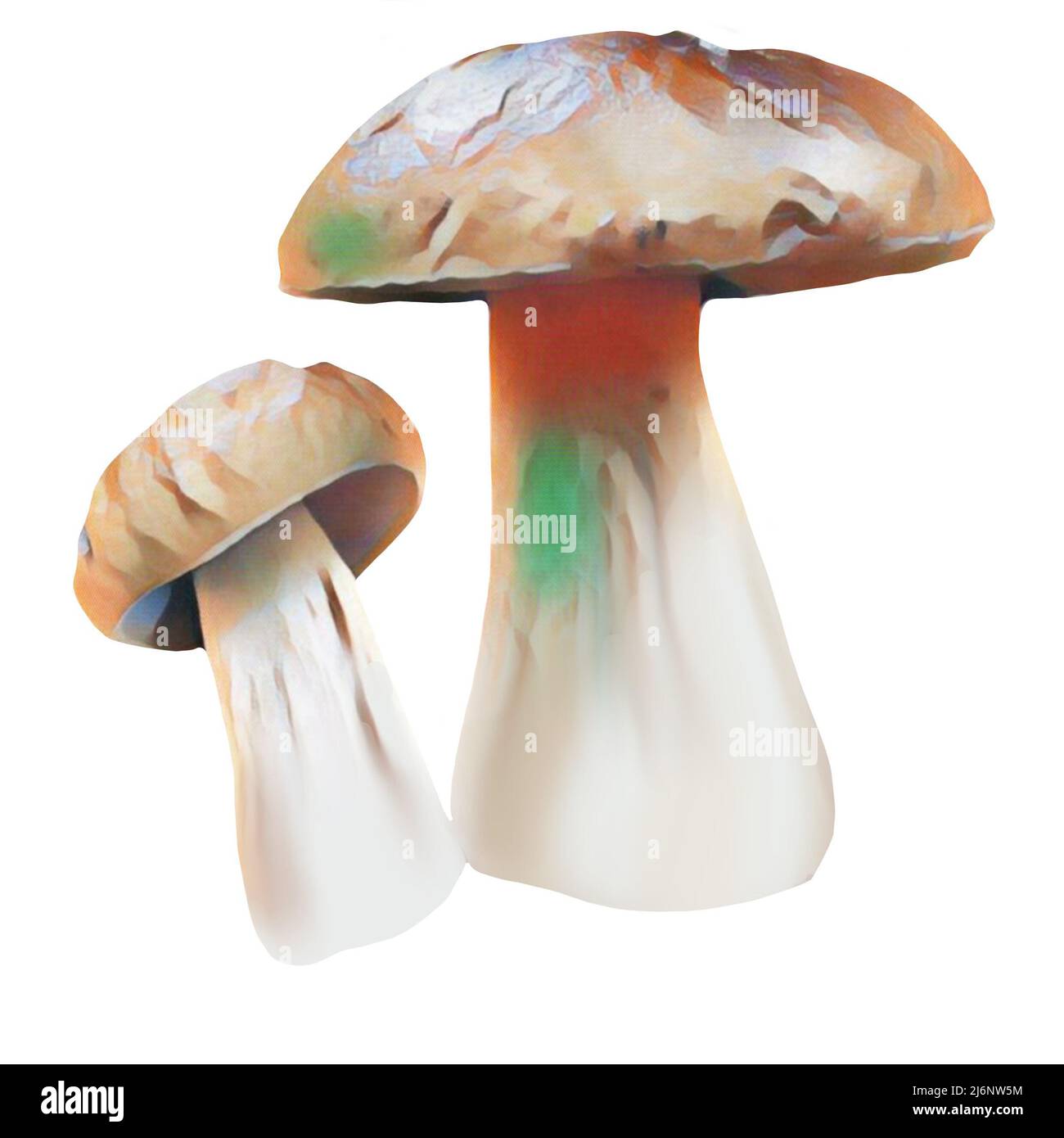 Diversi tipi di funghi marroni su sfondo bianco, clip-art, arte, funghi ...