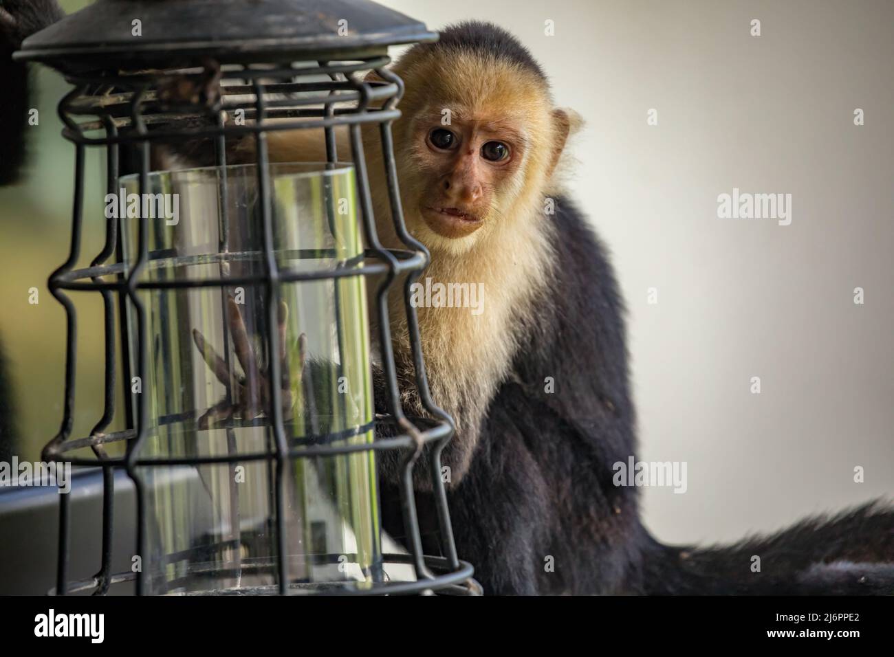 Cappuccino dalla faccia bianca della costa rica immagini e fotografie ...