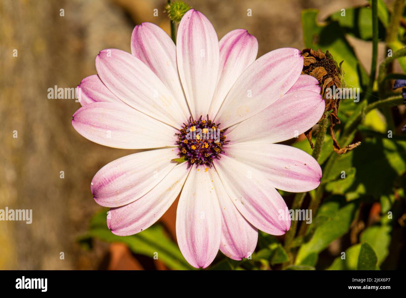 Foto fauna immagini e fotografie stock ad alta risoluzione - Alamy