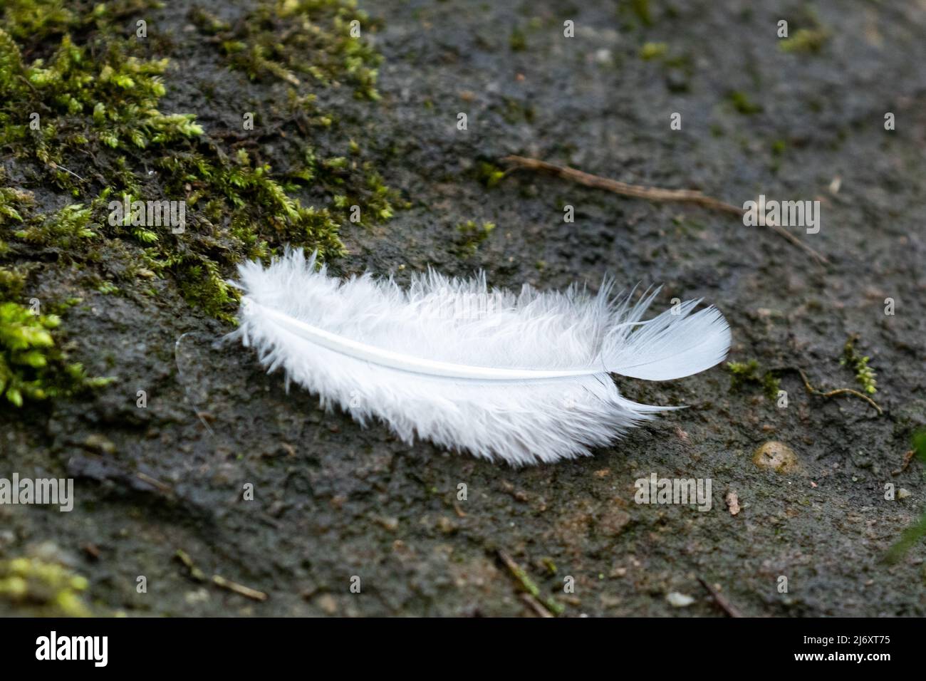 Simbolo della piuma immagini e fotografie stock ad alta risoluzione - Alamy
