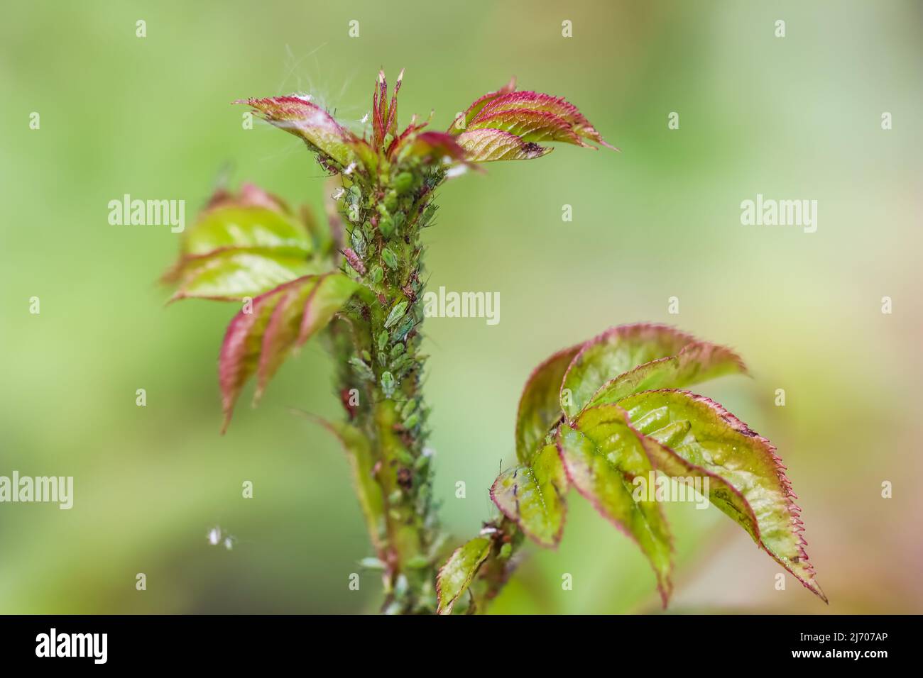 Afidi verdi e rosa sulle rose. I parassiti danneggiano la pianta e ...