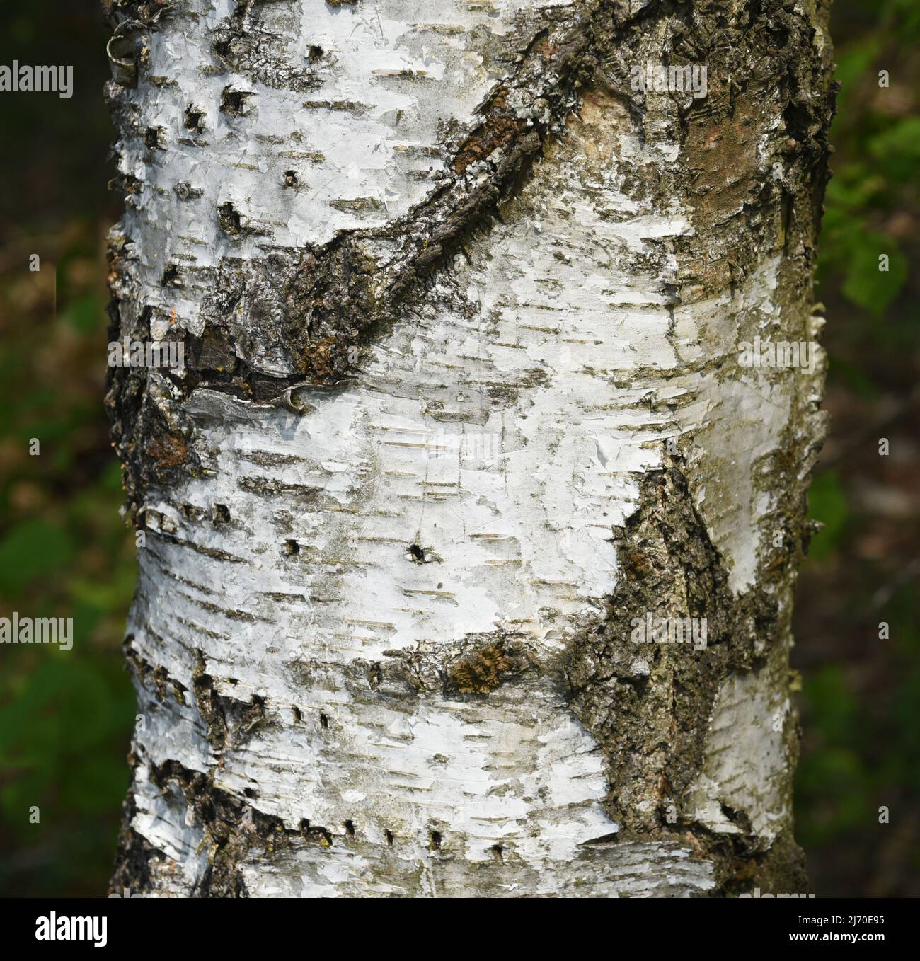 Pianta da giardino speziale immagini e fotografie stock ad alta ...