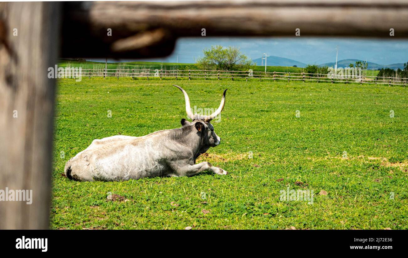 Zoccoli bianchi della mucca nera immagini e fotografie stock ad alta ...