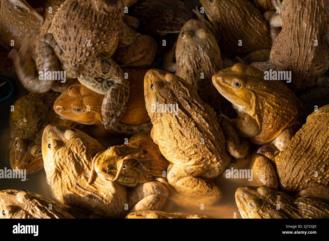 Allevamento di rospi immagini e fotografie stock ad alta risoluzione ...