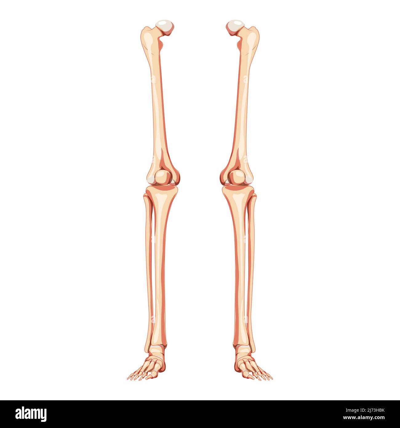 Anatomia huesos del miembro inferior Immagini Vettoriali Stock - Alamy