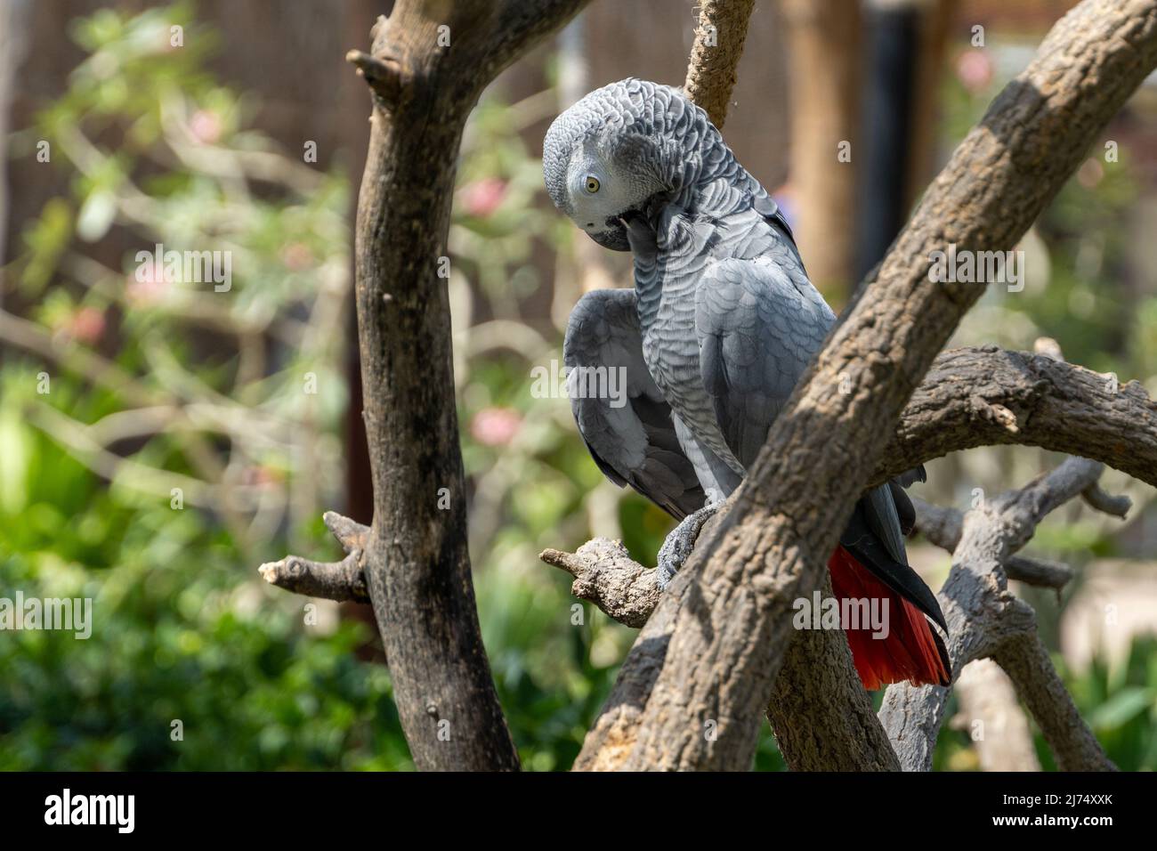 Un pappagallo grigio (Psittacus erithacus), pappagallo grigio del Congo ...