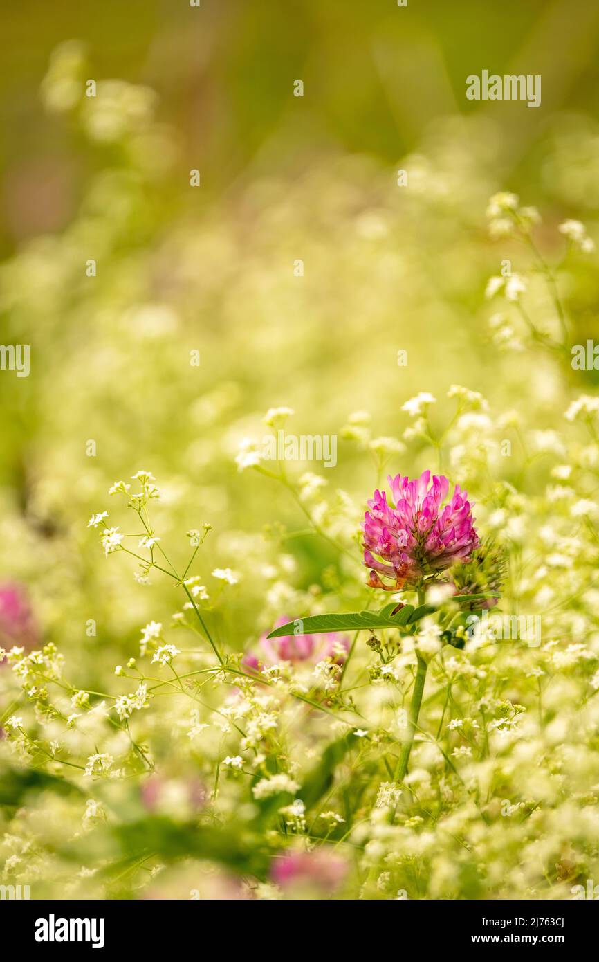 L'ultimo bosco di montagna rimasto nella valle dell'inn immagini e ...