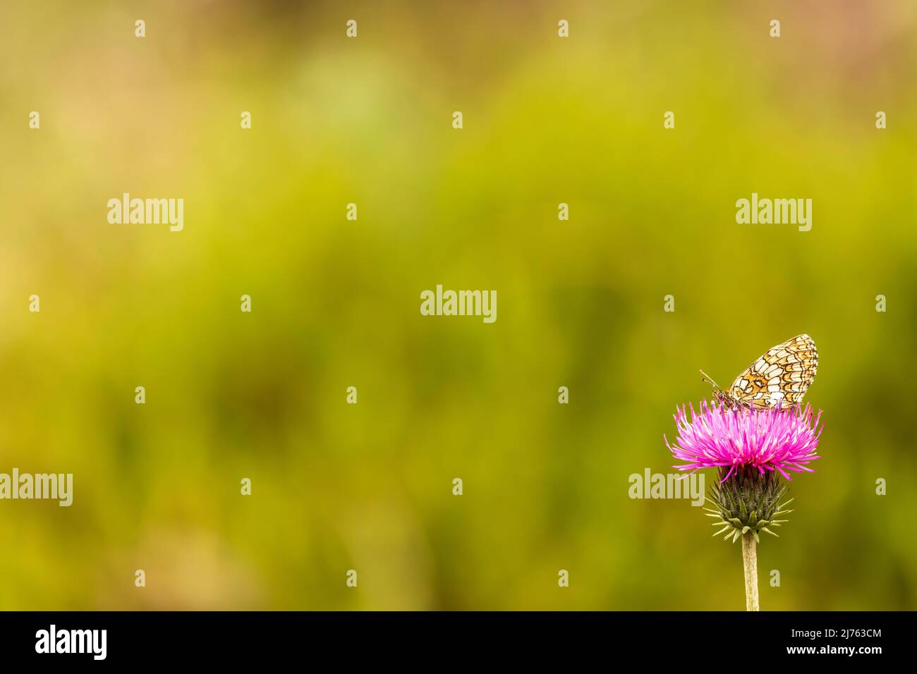 L'ultimo bosco di montagna rimasto nella valle dell'inn immagini e ...